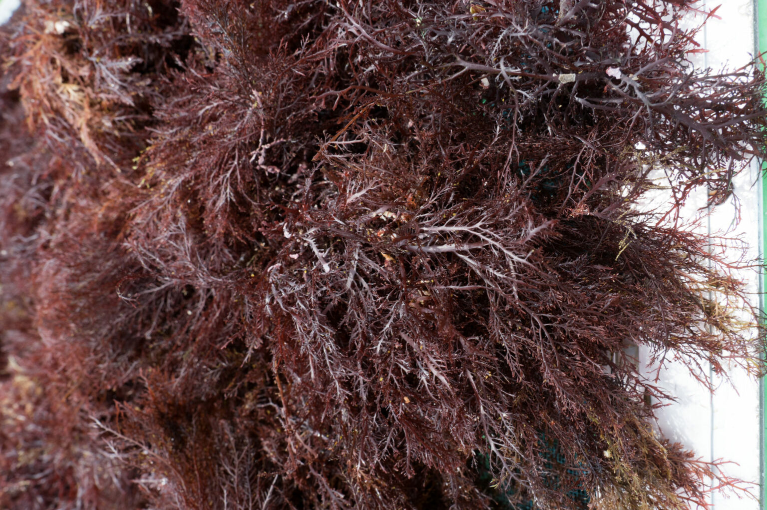 Seafood From Morocco