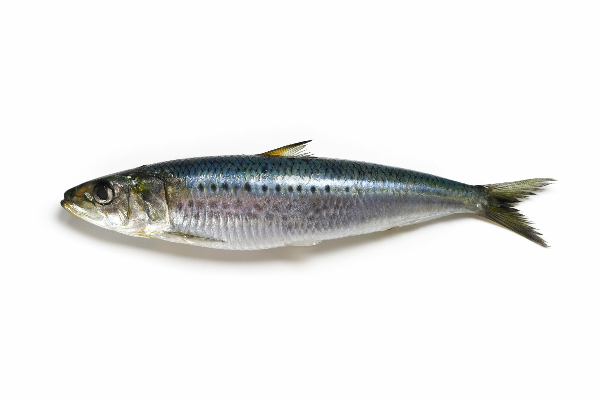 Seafood From Morocco