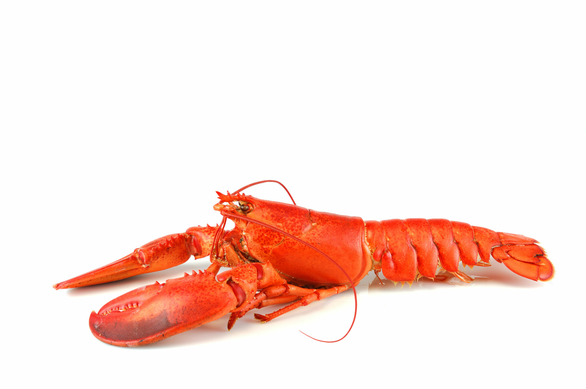 Seafood From Morocco
